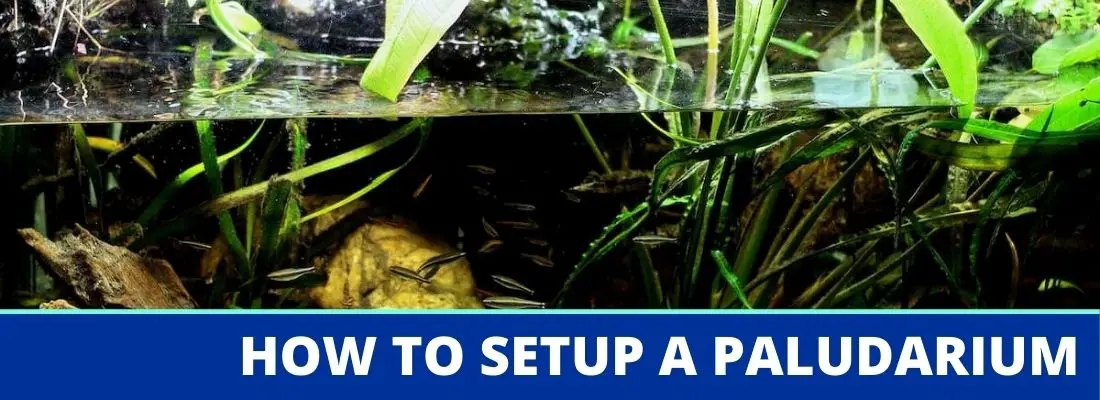 Paludarium Set Up: A How To and What Animals to Choose