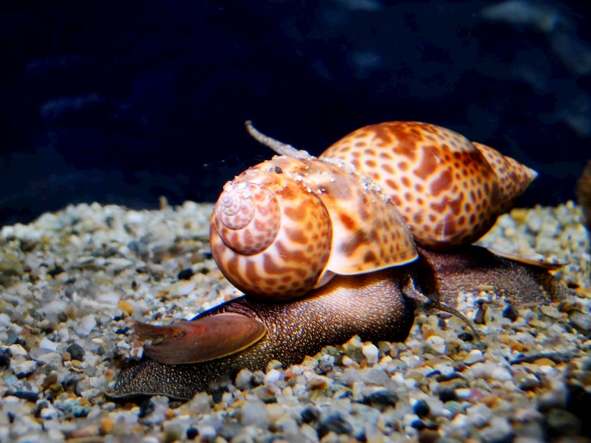 What Do Snails Eat? In The Wild vs. As Pets In Aquariums - VIVOFISH