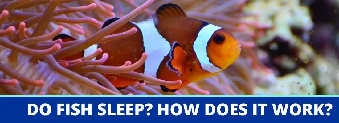 Do Fish Sleep? How Does It Work? - VIVOFISH