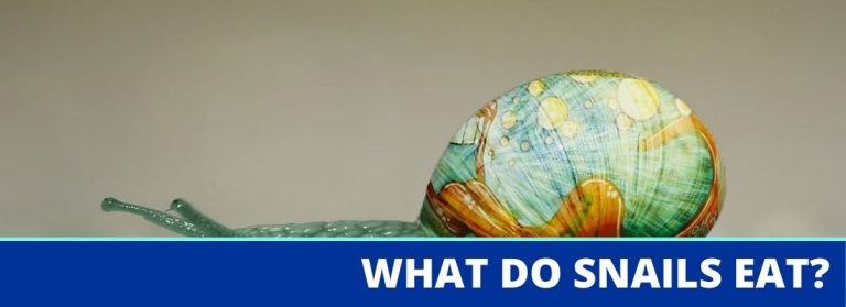 What Do Snails Eat? In The Wild vs. As Pets In Aquariums - VIVOFISH