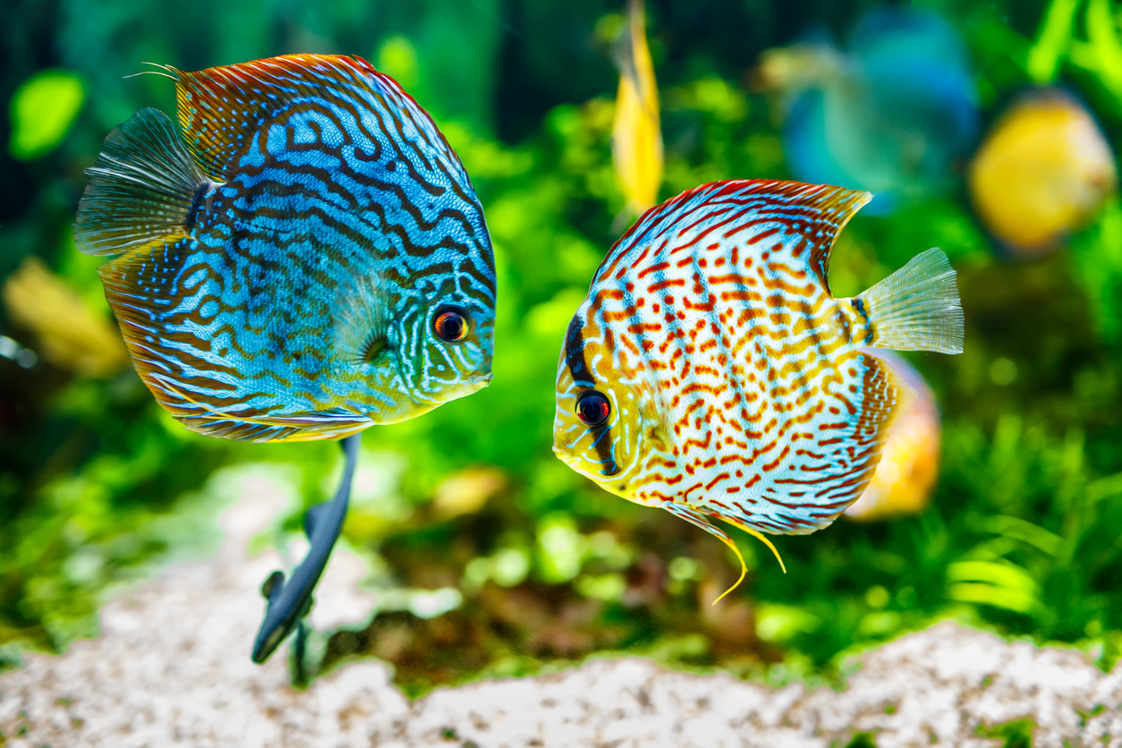 Discus Fish Care: A Complete Fact Sheet, Breeding, & Behavior Guide