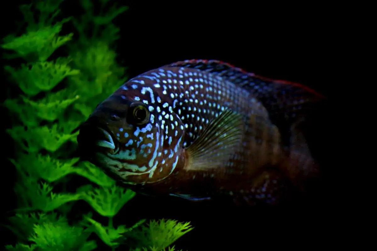 How To Care For Jack Dempsey Fish: A Complete Fact Sheet, Breeding ...