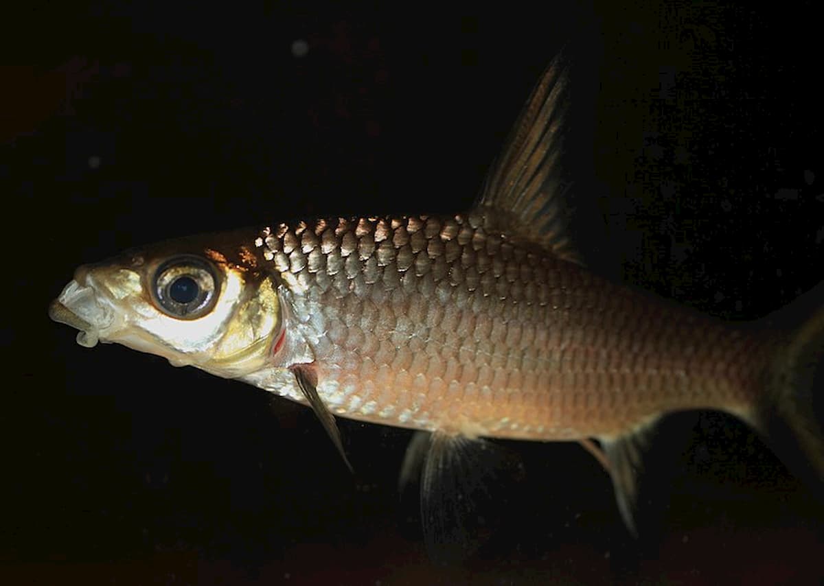 Bala Sharks Care Guide: Complete Fact Sheet, Behavior, & Breeding Tips