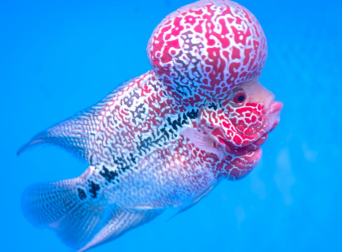 Flowerhorn Cichlid Care Guide: Fact Sheet, Breeding, Behavior, & More
