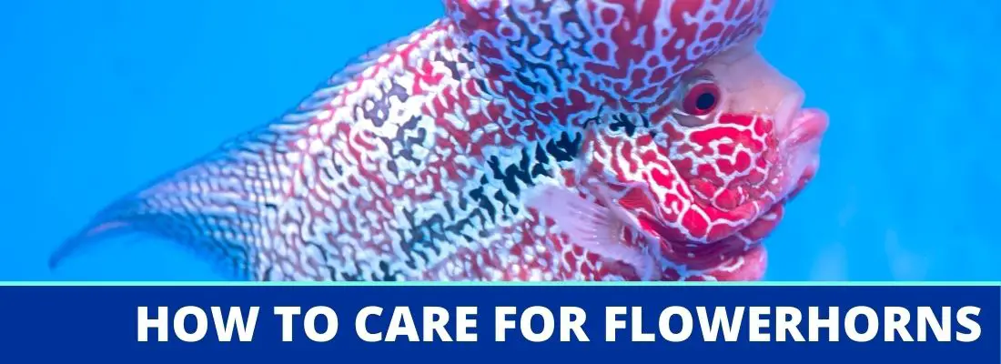 Flowerhorn Cichlid Care Guide: Fact Sheet, Breeding, & Behavior