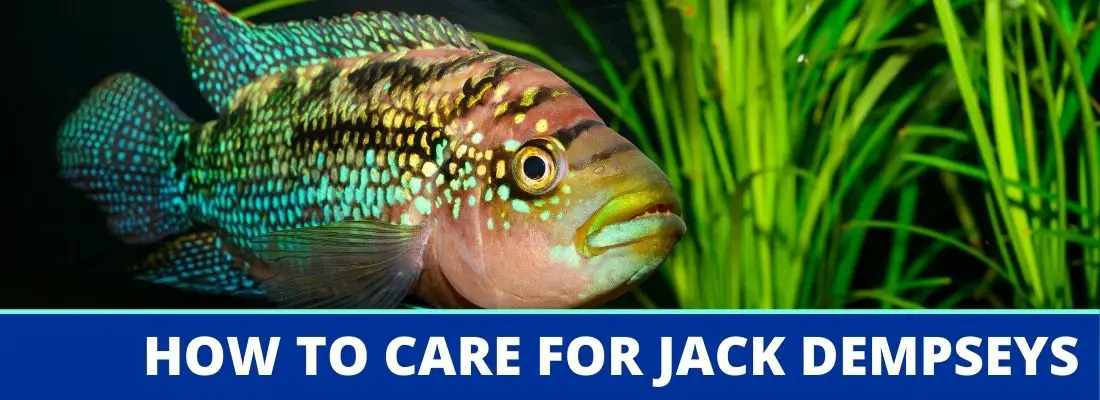 How To Care For Jack Dempsey Fish: A Complete Fact Sheet, Breeding ...