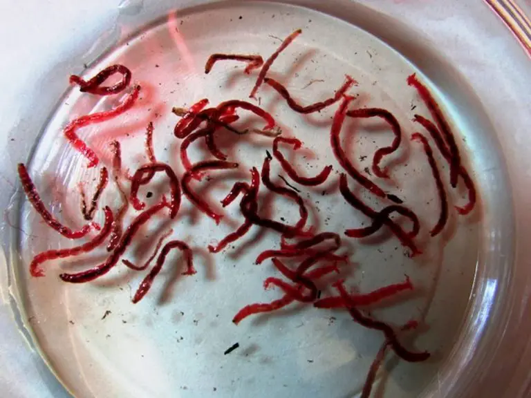 Bloodworms for Fish: Facts and Recommendations for this Common Aquarium ...