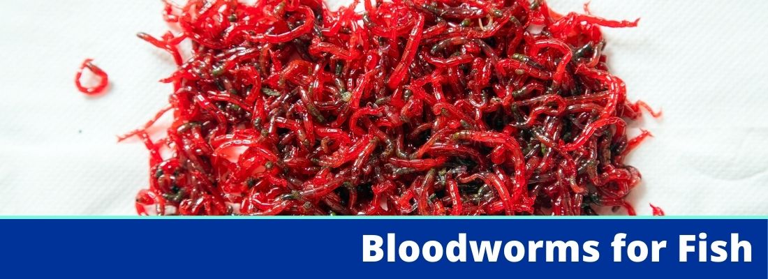 Bloodworms for Fish: Facts and Recommendations for this Common Aquarium ...