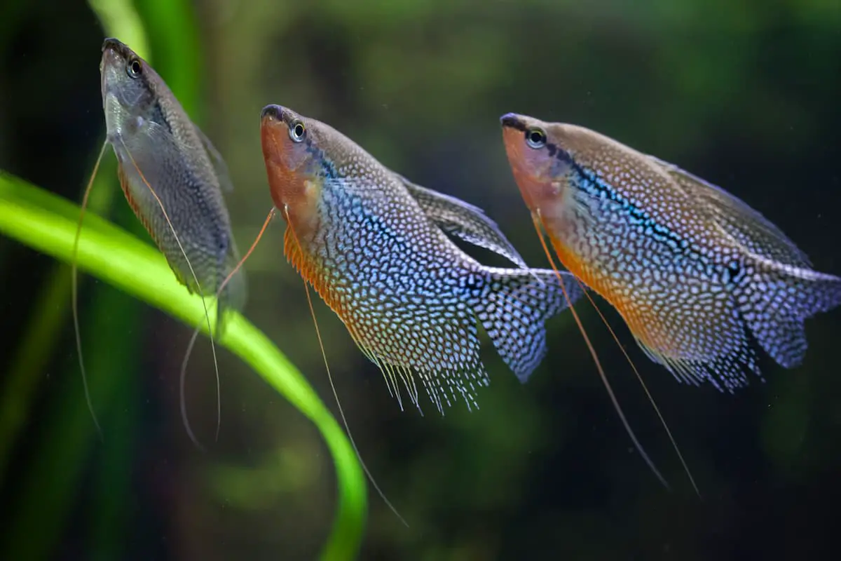 Pearl Gourami Care Guide: Fact Sheet, Breeding, & Behavior