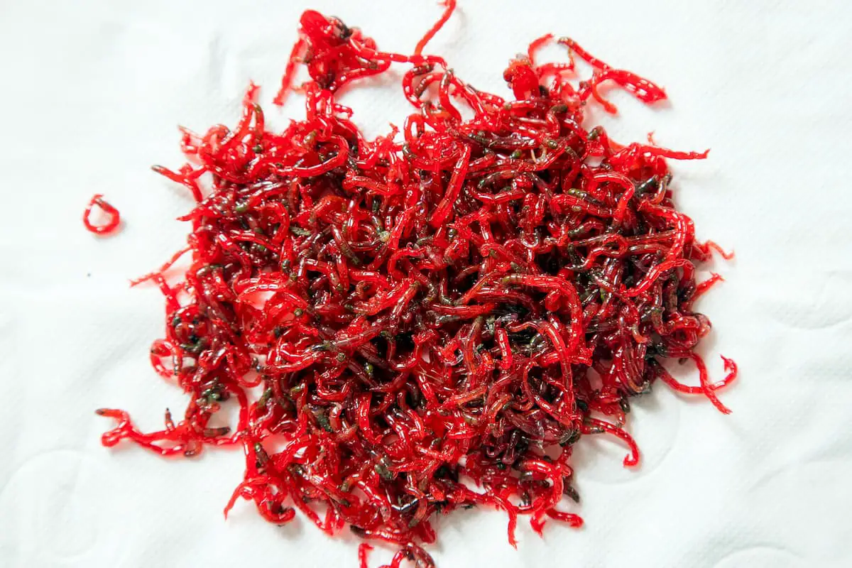 Bloodworms for Fish: Facts and Recommendations for this Common Aquarium ...