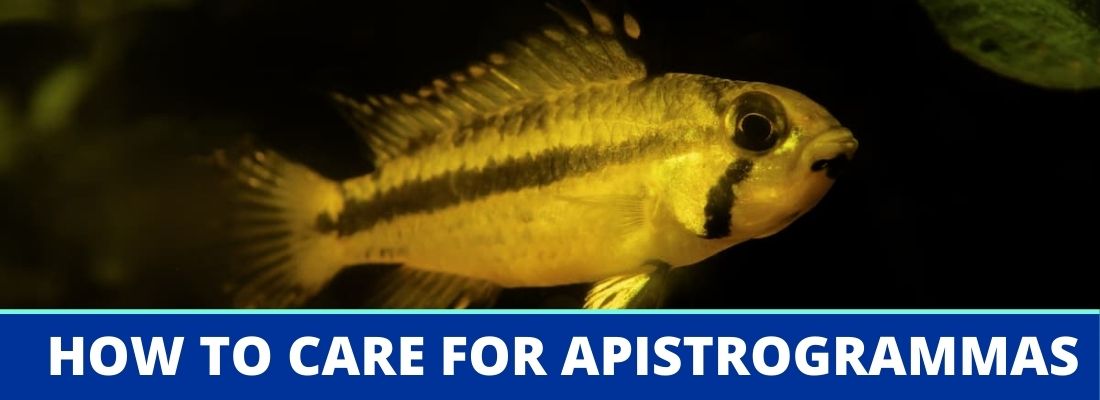 Apistogramma (Dwarf) Cichlid Care: Fact Sheet, Breeding, & Behavior