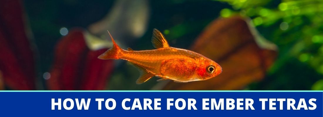 Ember Tetra Care Guide: Fact Sheet, Breeding, & Behavior