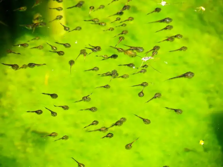 What Do Tadpoles Eat? Wild vs. As Pets - VIVOFISH