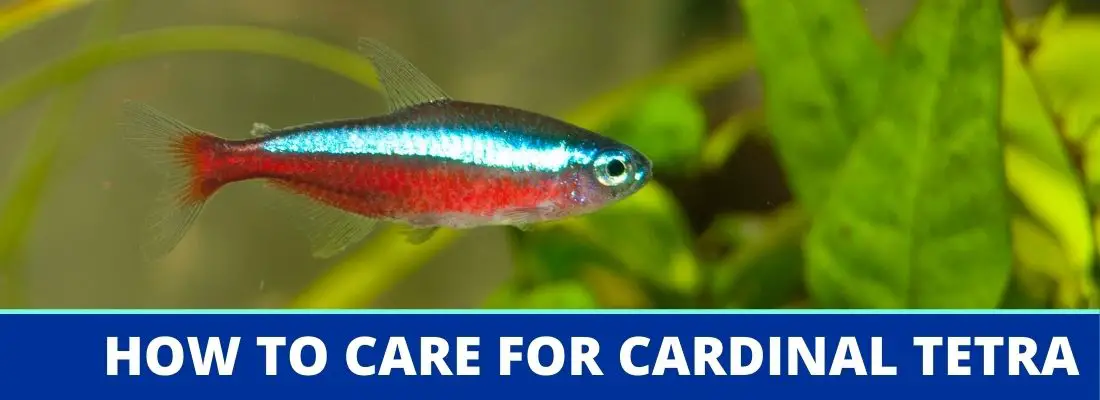How To Care For Cardinal Tetra: A Complete Fact Sheet, Breeding ...