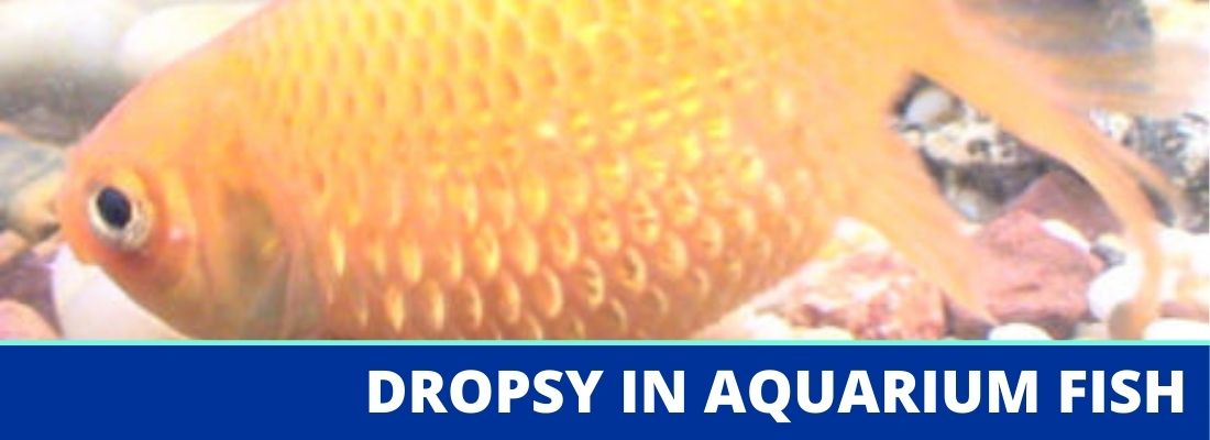 Dropsy Disease in Aquarium Fish: What Is It and How Do I Treat It?