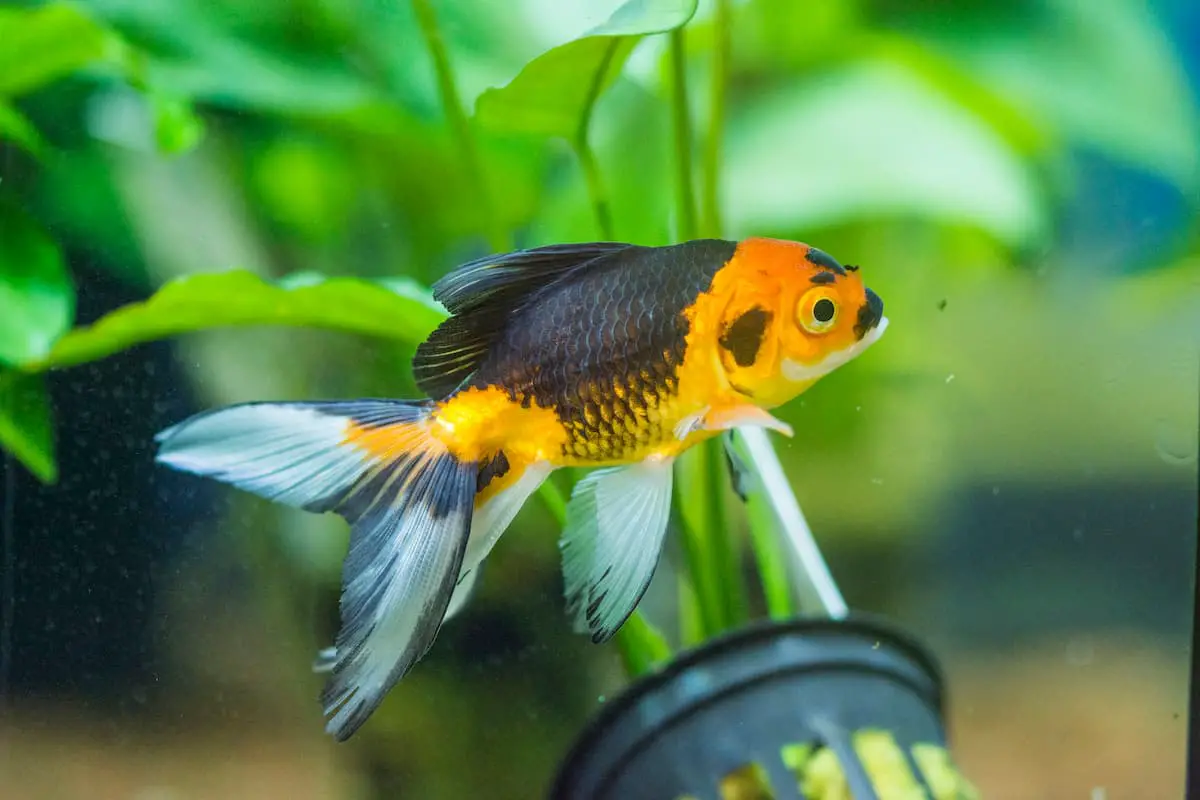 Oranda Goldfish Care: How to Care for Oranda Goldfish with Fact Sheet