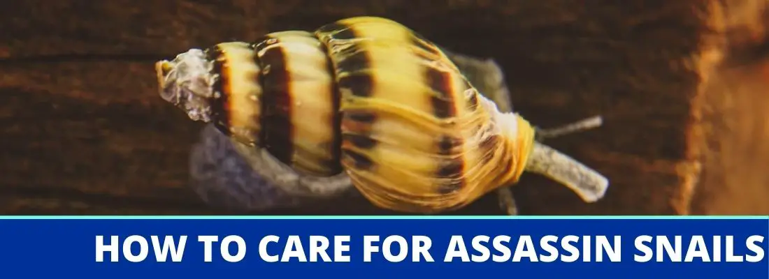 How To Care For Assassin Snails: A Complete Fact Sheet, Breeding ...