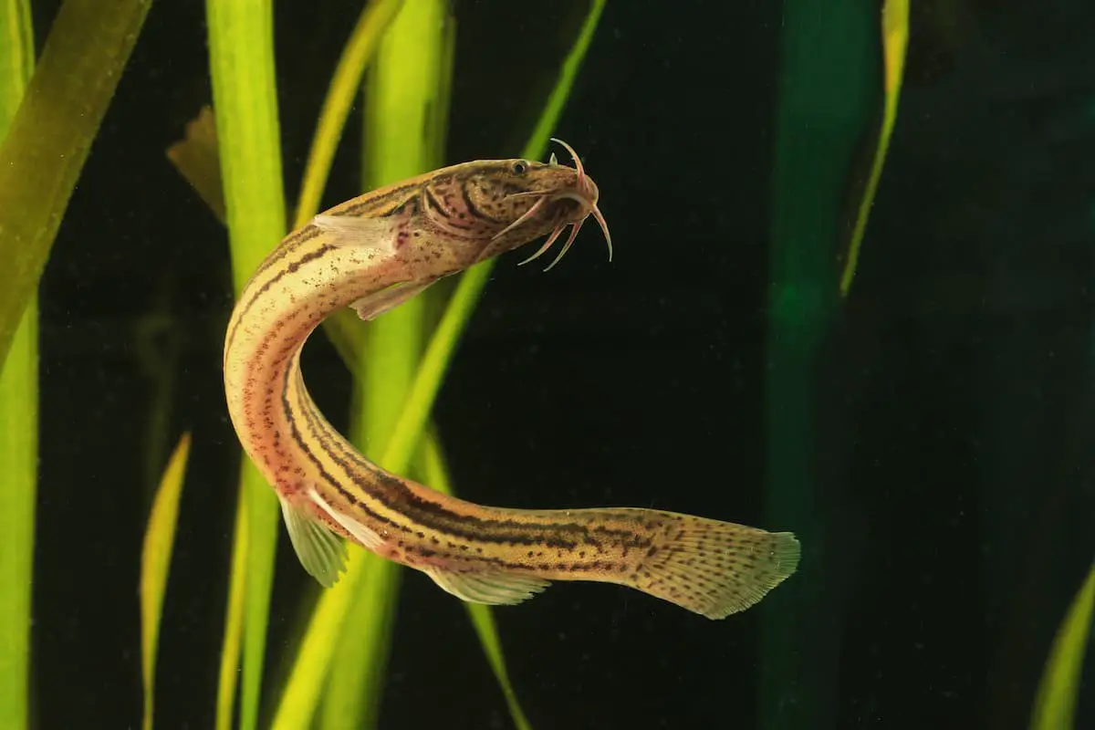 Dojo Loach Care Guide: Fact Sheet, Breeding, & Behavior