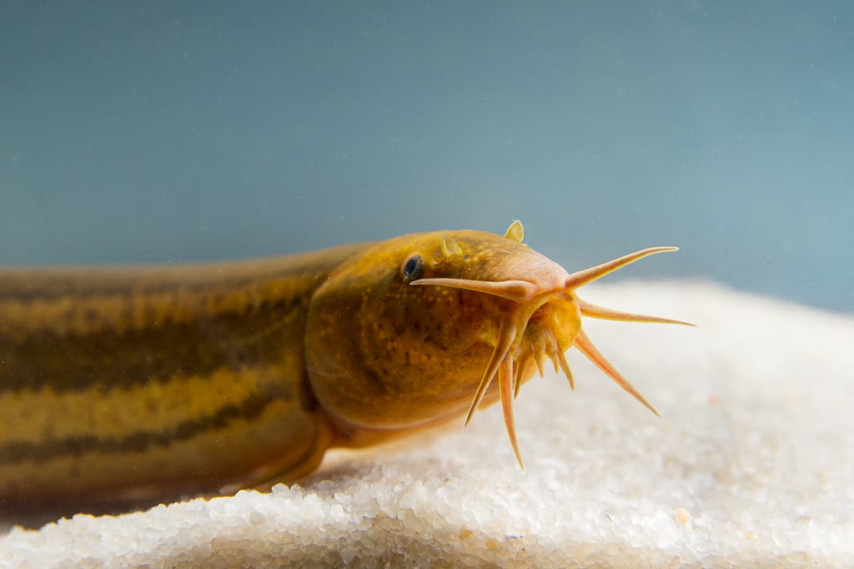 Dojo Loach Care Guide: Fact Sheet, Breeding, & Behavior