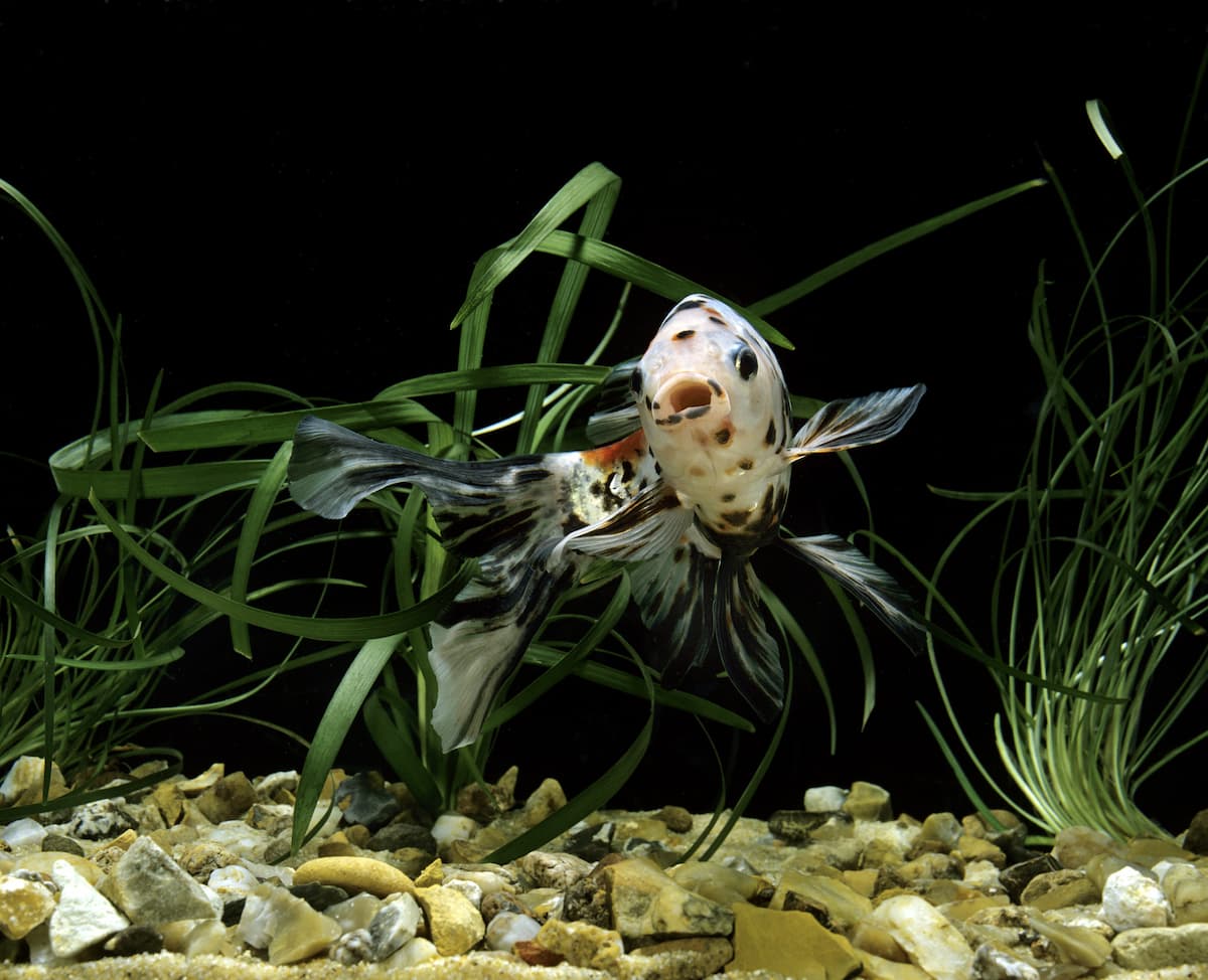 Shubunkin Goldfish Care Guide: Fact Sheet, Breeding, Behavior, and Care
