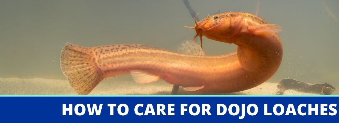 Dojo Loach Care Guide: Fact Sheet, Breeding, & Behavior