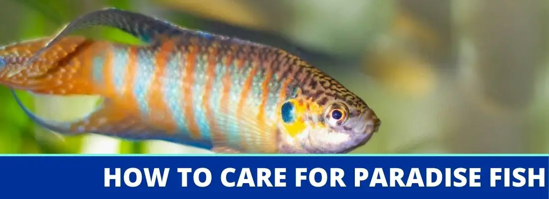 Paradise Fish Care Guide: Fact Sheet, Breeding, & Behavior