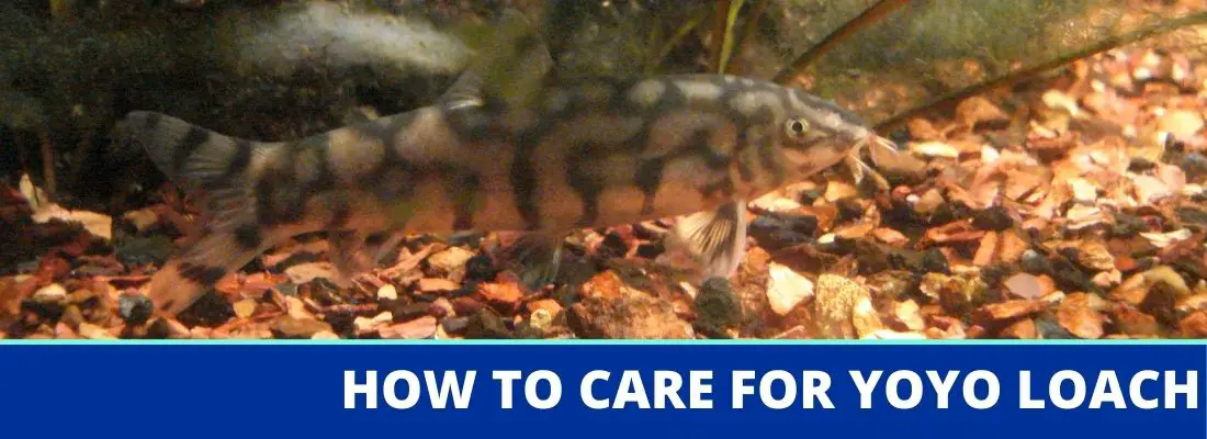 Yoyo Loach Care: A Complete Fact Sheet, Breeding, Behavior, and More