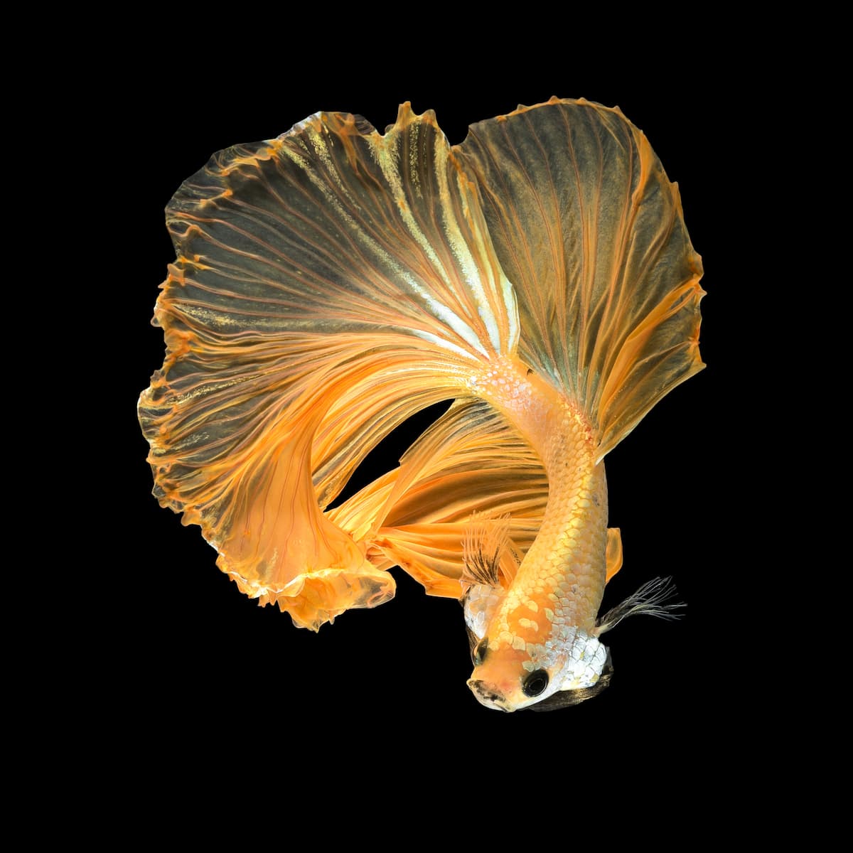 Types of Betta Fish: 53 Bettas for Your Aquarium (Colors, Tails, & More)