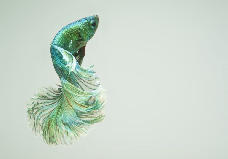 Types of Betta Fish: 53 Bettas for Your Aquarium (Colors, Tails, & More)