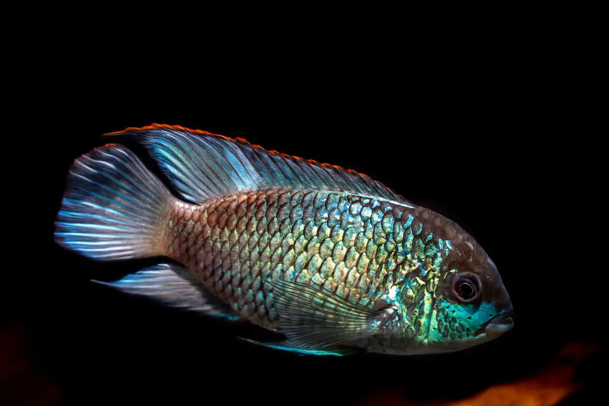 Electric Blue Acara: A Complete Care Guide
