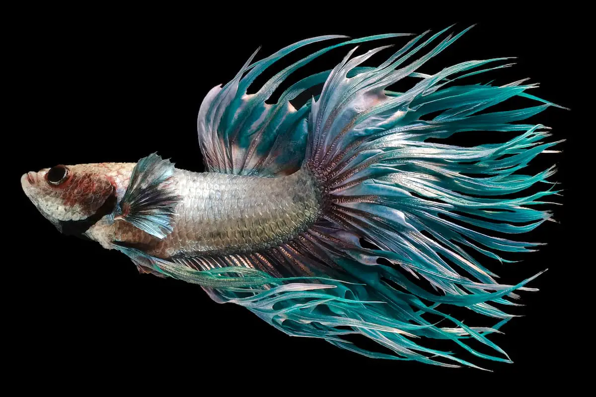 Types of Betta Fish: 53 Bettas for Your Aquarium (Colors, Tails, & More)