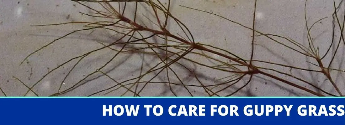 How To Care For Guppy Grass: A Complete Fact Sheet, Care Guide, Growth ...