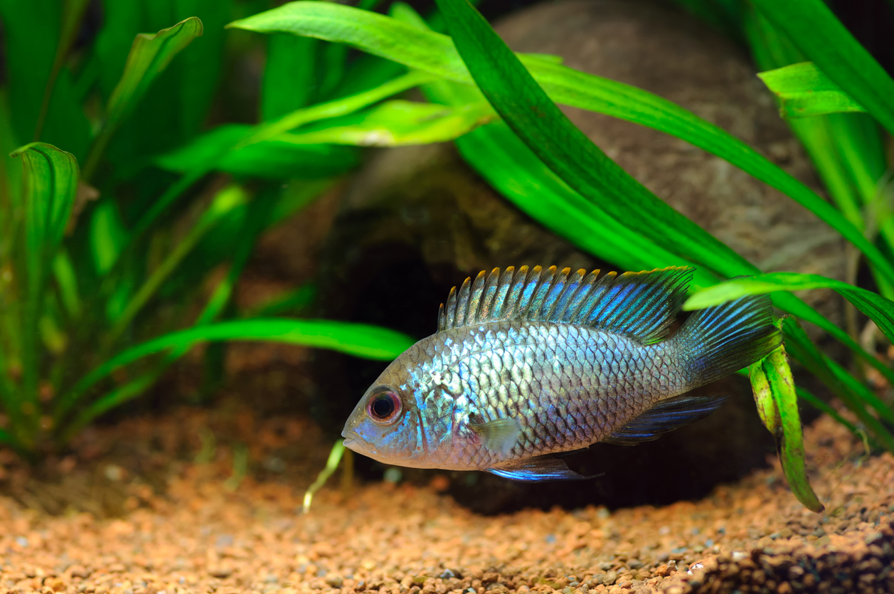 Electric Blue Acara: A Complete Care Guide