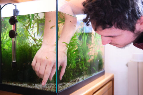 Black Beard Algae Removal: Learn How to Clean Your Aquarium Fast