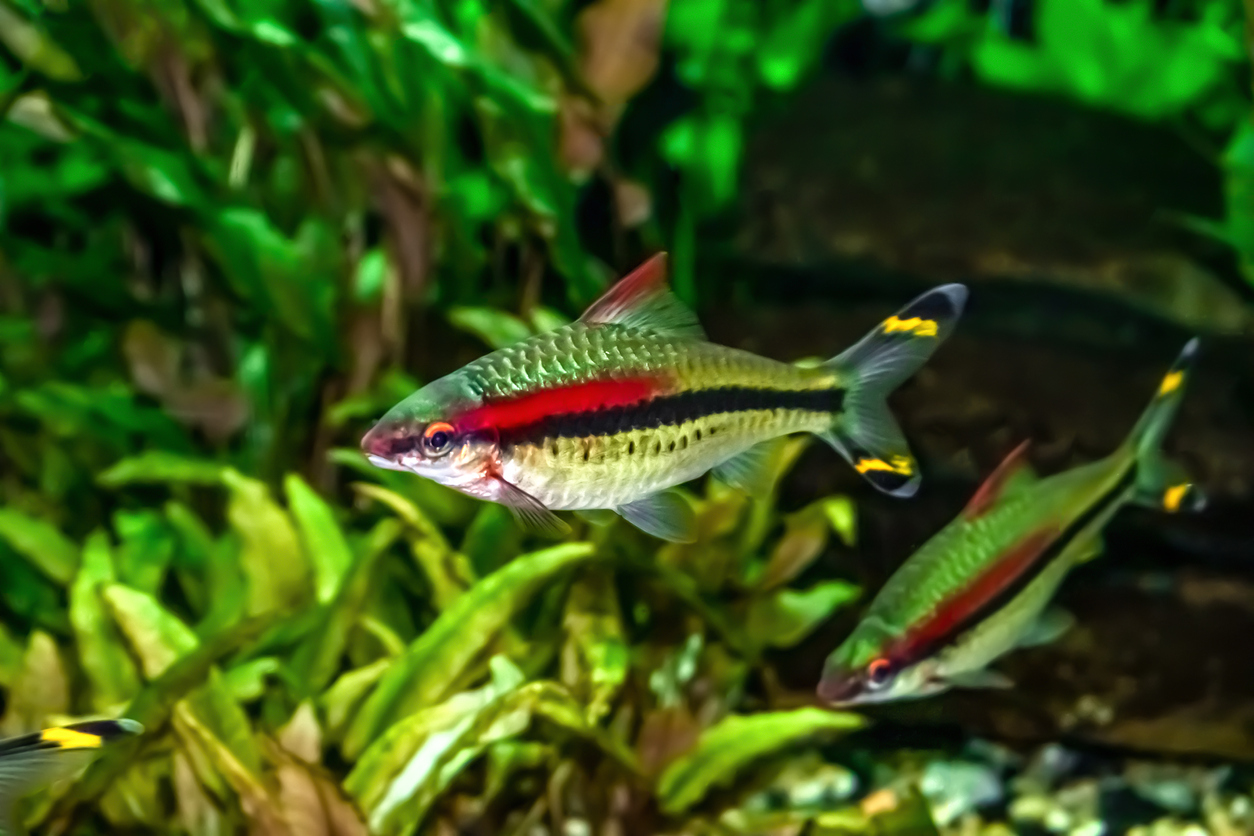 Denison Barb Care (Roseline Shark): Fact Sheet, Breeding & Care Guide