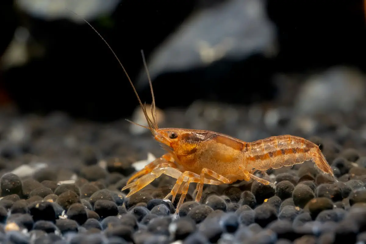 Dwarf Crayfish Care Guide: A Complete Fact Sheet, Breeding, & Behavior