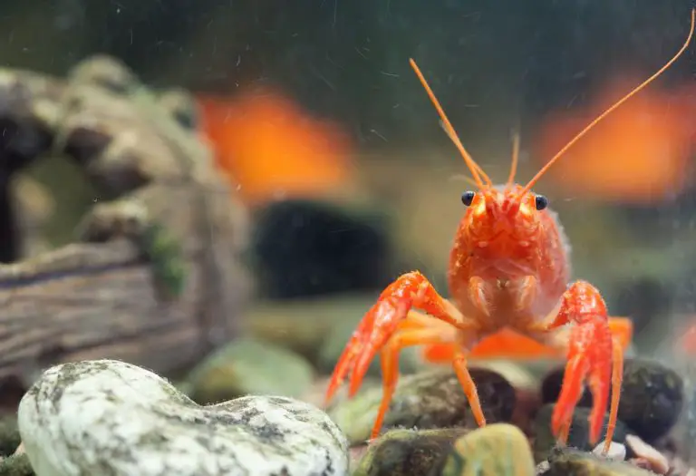 Dwarf Crayfish Care Guide: A Complete Fact Sheet, Breeding, & Behavior