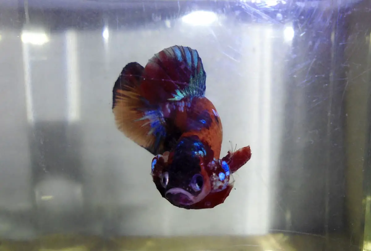Types of Betta Fish: 53 Bettas for Your Aquarium (Colors, Tails, & More)