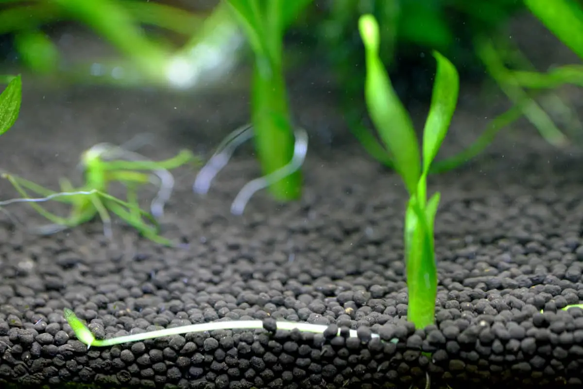 Jungle Val Care Guide: A Complete Fact Sheet, Care Guide, & Plant Profile