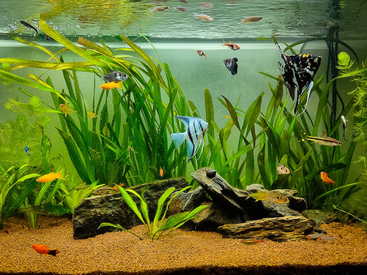 Jungle Val Care Guide: A Complete Fact Sheet, Care Guide, & Plant Profile