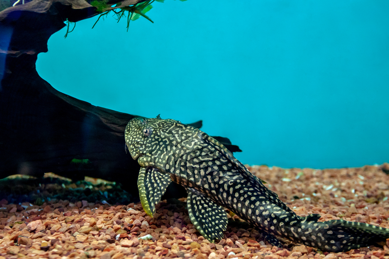 Blue Phantom Plecos: A Complete Fact Sheet, Breeding, & Behavior Guide