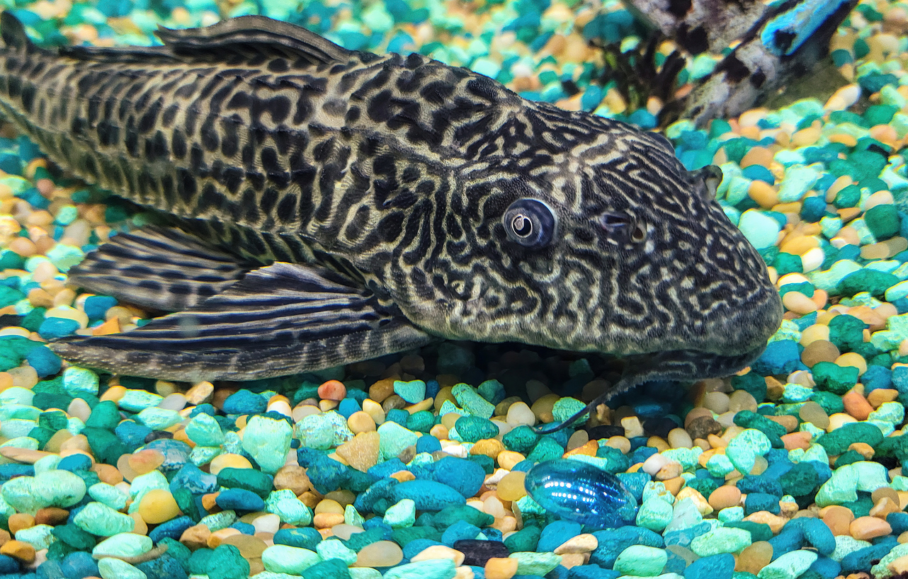 Blue Phantom Plecos: A Complete Fact Sheet, Breeding, & Behavior Guide
