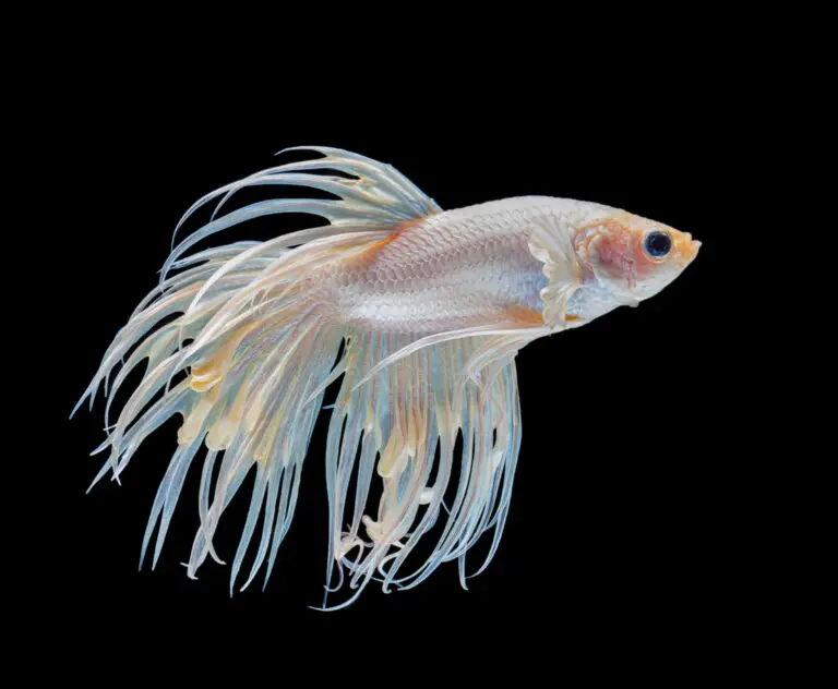 Types of Betta Fish: 53 Bettas for Your Aquarium (Colors, Tails, & More)