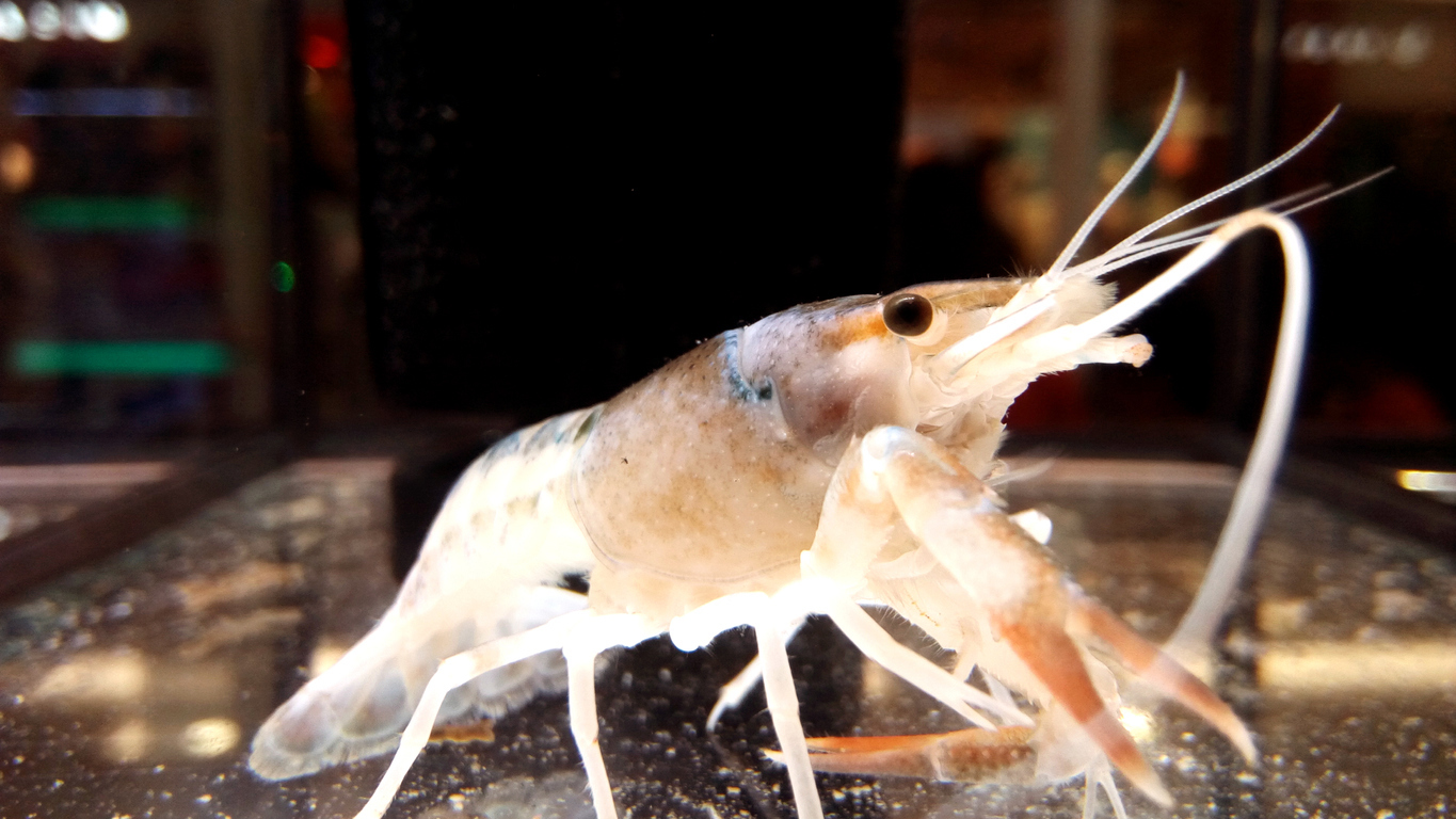 Dwarf Crayfish Care Guide: A Complete Fact Sheet, Breeding, & Behavior