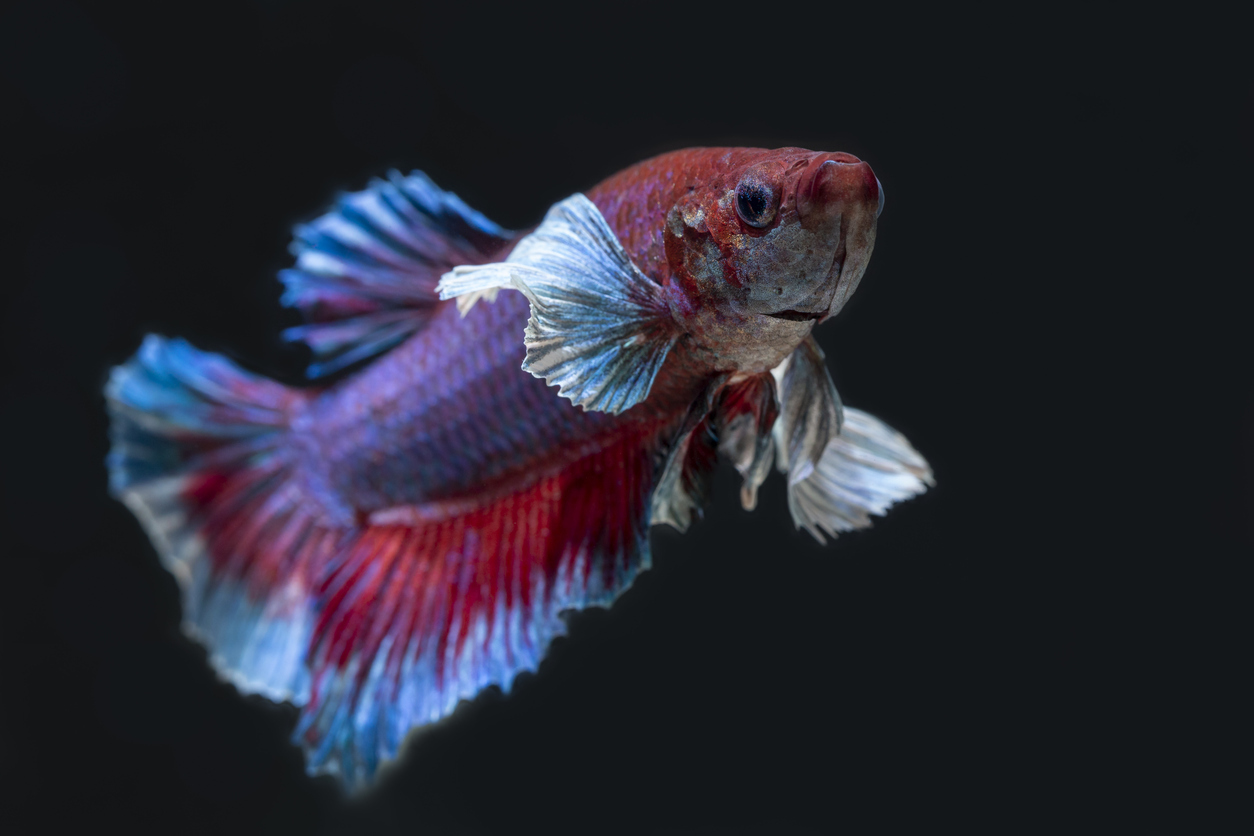 Types of Betta Fish: 53 Bettas for Your Aquarium (Colors, Tails, & More)