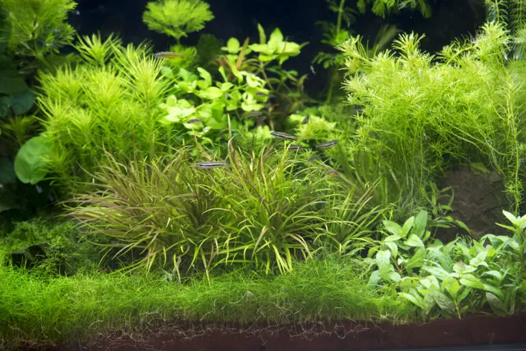 Best Aquarium Grass: Top 8 Picks and Care Guides for Your Tank