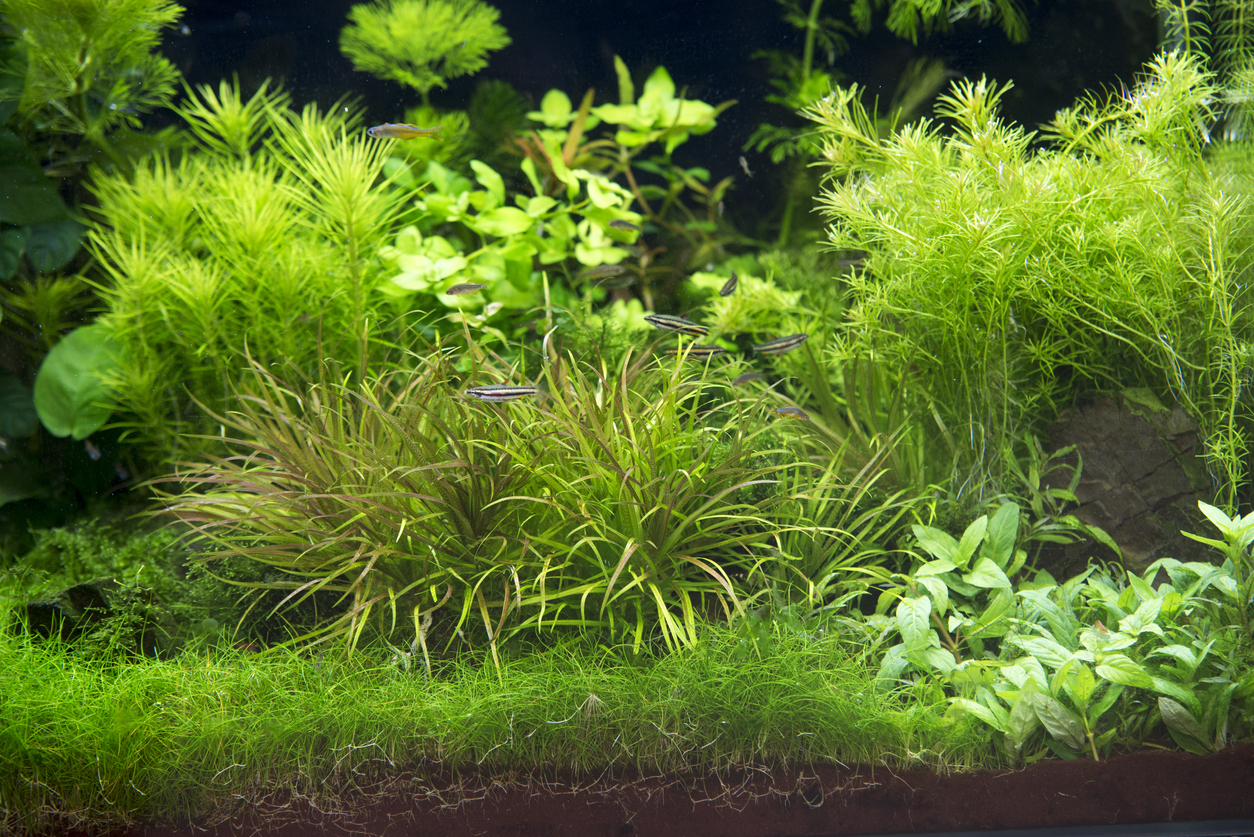 Best Aquarium Grass: Top 8 Picks and Care Guides for Your Tank