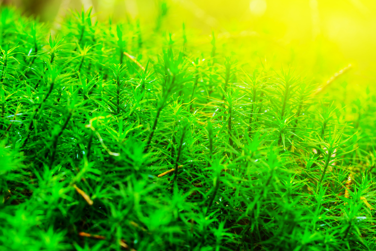 Best Aquarium Grass: Top 8 Picks and Care Guides for Your Tank