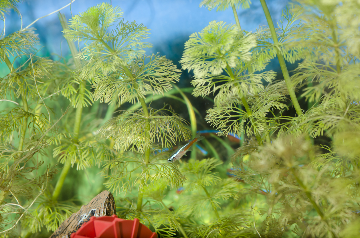 Guppy Grass Care: A Complete Care Guide, Growth, & Plant Profile