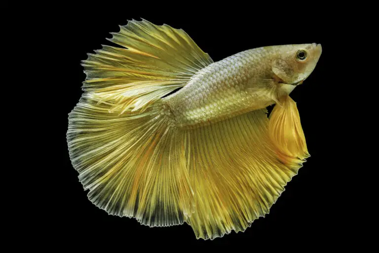 Types of Betta Fish: 53 Bettas for Your Aquarium (Colors, Tails, & More)